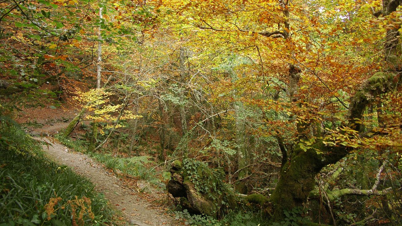 Five Forests to Enjoy Autumn in Galicia