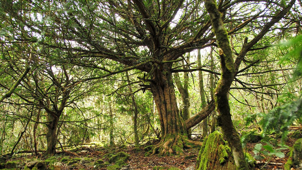 Five Forests to Enjoy Autumn in Galicia