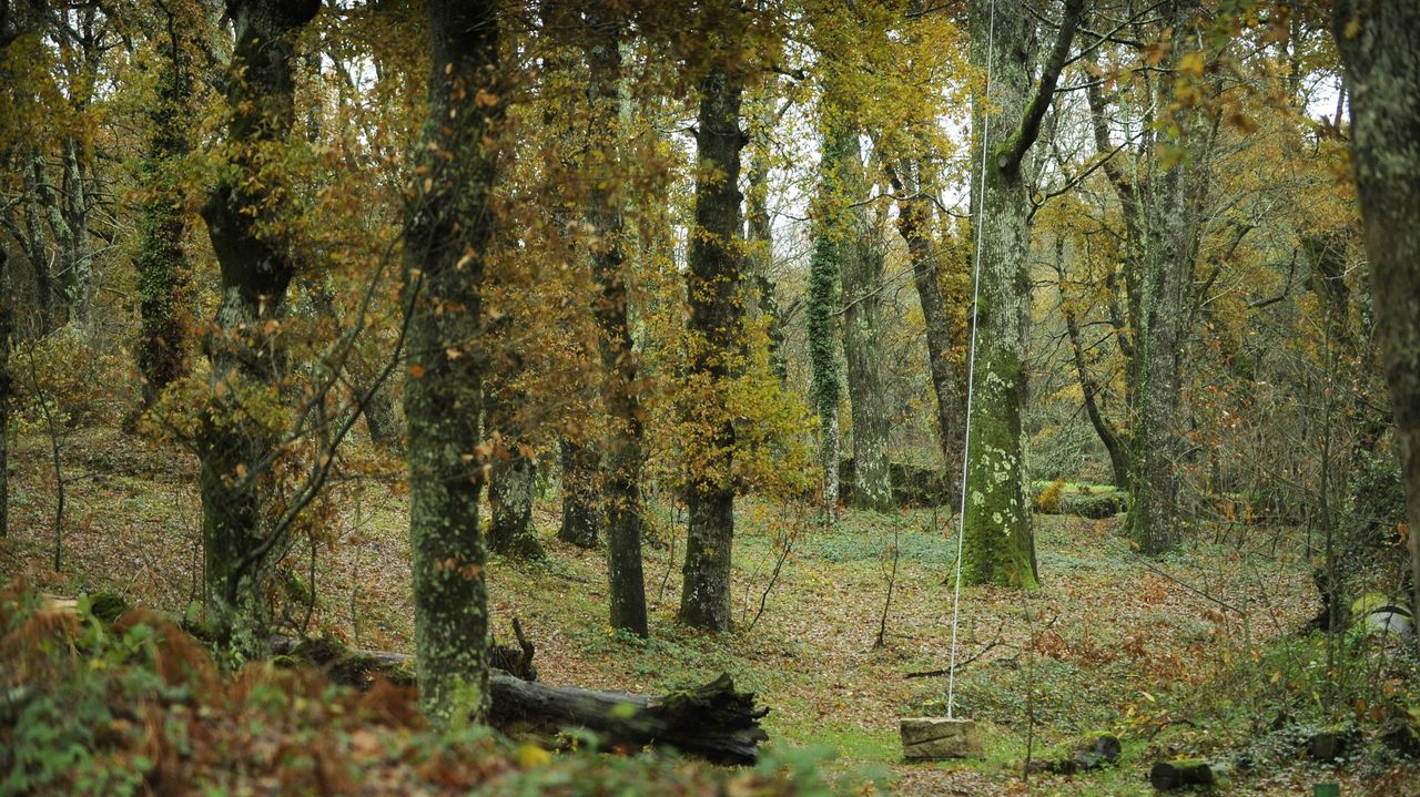 Five Forests to Enjoy Autumn in Galicia