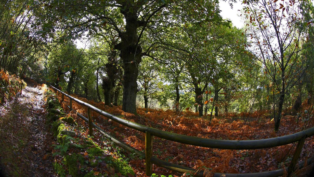 Five Forests to Enjoy Autumn in Galicia